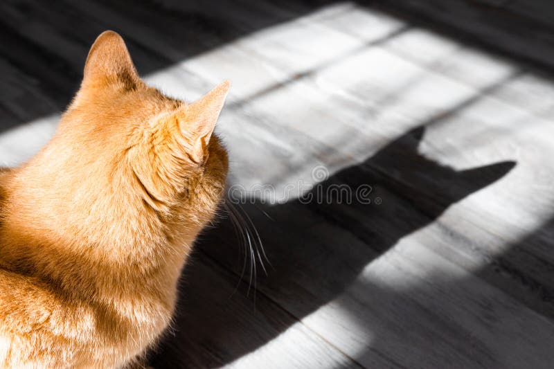 Ginger Cat Sitting on the Floor Casting a Shadow Stock Image - Image of ...