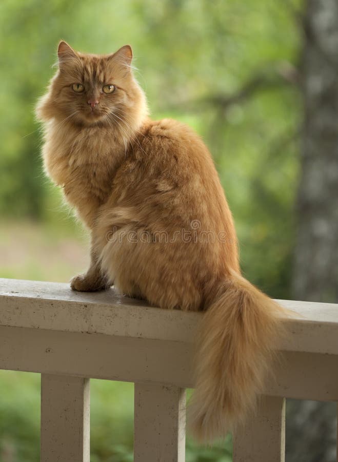Ginger cat sitting stock image. Image of ginger, orange - 100050767
