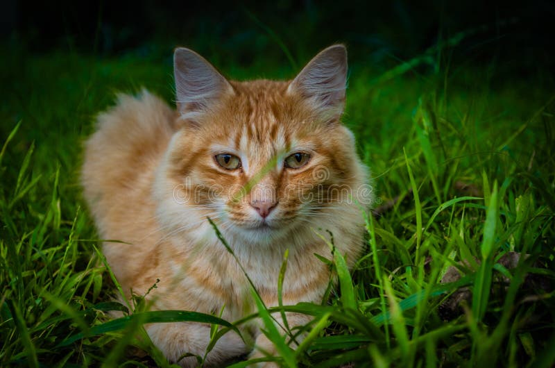 A Ginger Cat Sitting in the Grass Stock Photo - Image of mammal, flower ...
