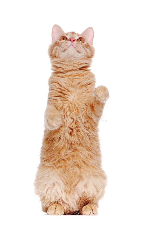 1,238 Begging Cat Stock Photos - Free & Royalty-Free Stock Photos from ...