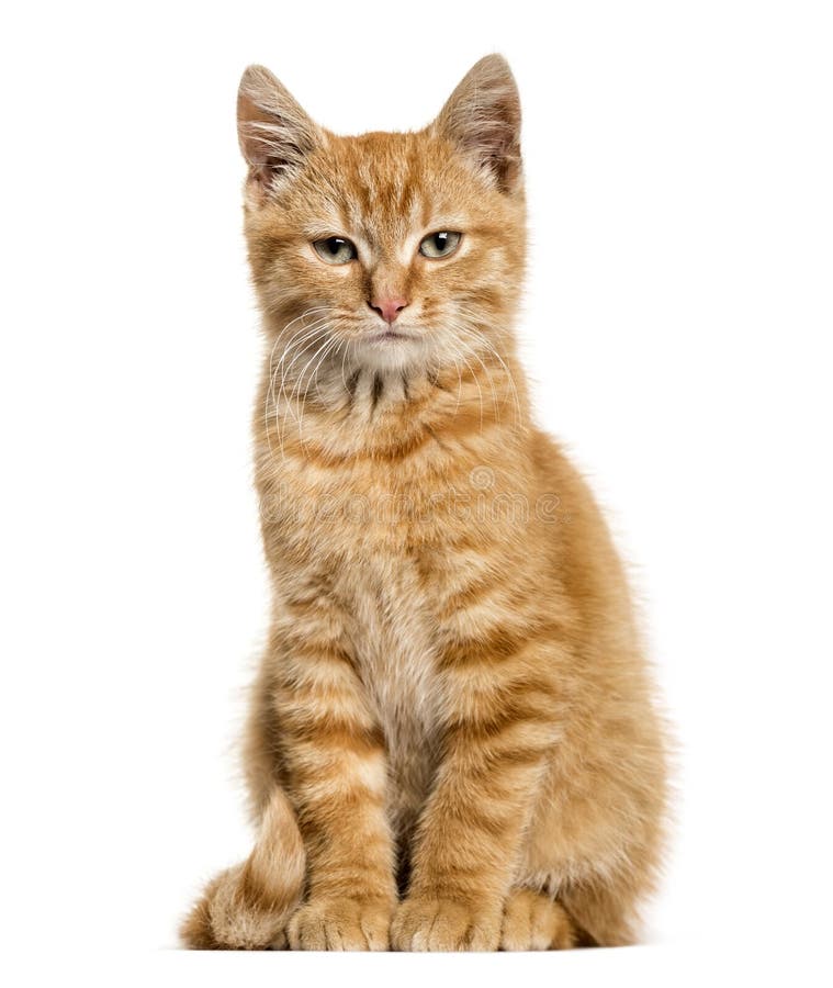 Ginger Cat, Sitting, Isolated Stock Image - Image of sitting, animal ...