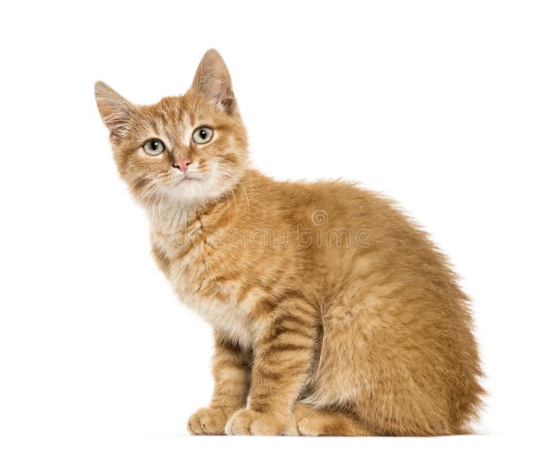 Ginger Cat, Sitting, Isolated Stock Image - Image of sitting, animal ...