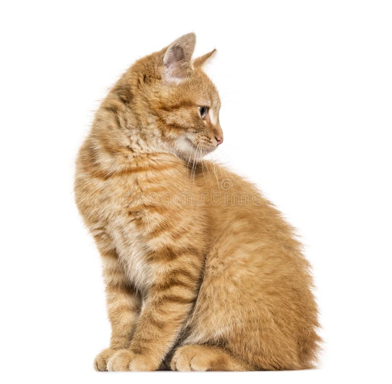 Ginger Cat, Sitting, Isolated Stock Image - Image of sitting, animal ...