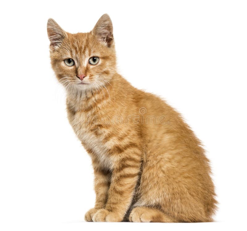 Ginger Cat, Sitting Looking at the Camera, Isolated Stock Photo - Image ...