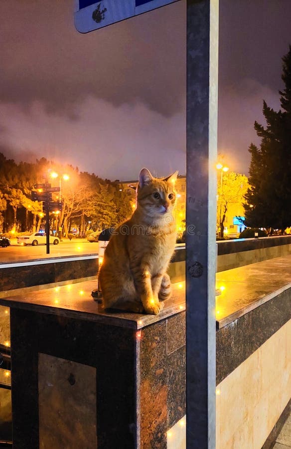 Ginger Cat Sitting in the Night Park Stock Photo - Image of darkness ...