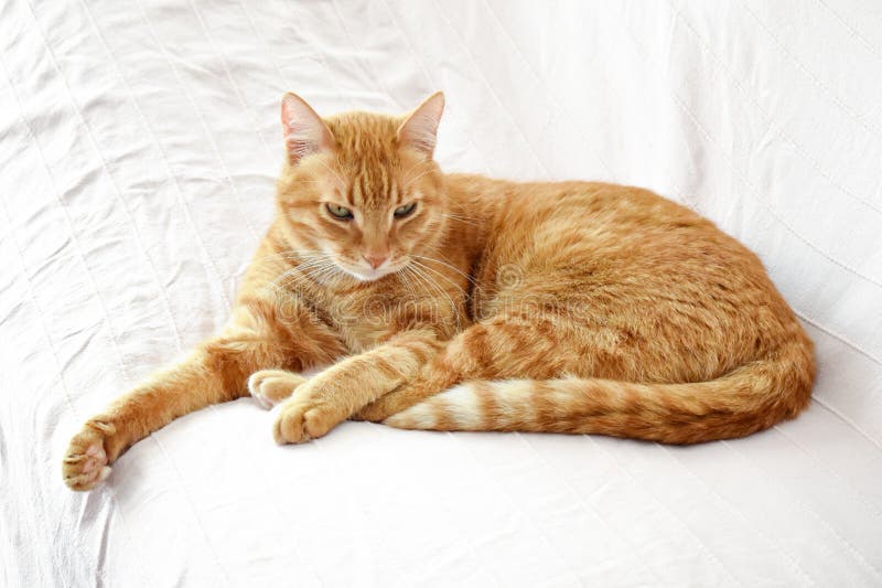 Ginger Cat Sitting on Sofa. Thoughtful Grumpy Cat. Stock Image - Image ...