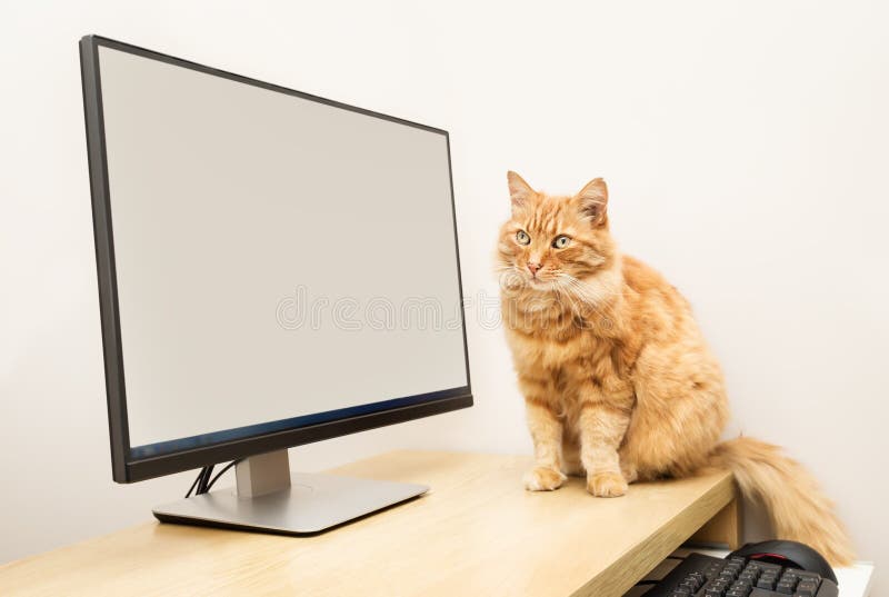 Ginger Cat Sitting on a Table Near Computer Stock Image - Image of ...