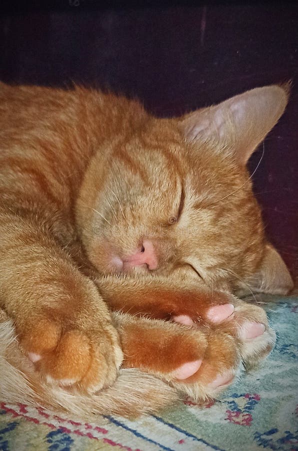 7,661 Ginger Cat Sleeping Photos - Free & Royalty-Free Stock Photos ...