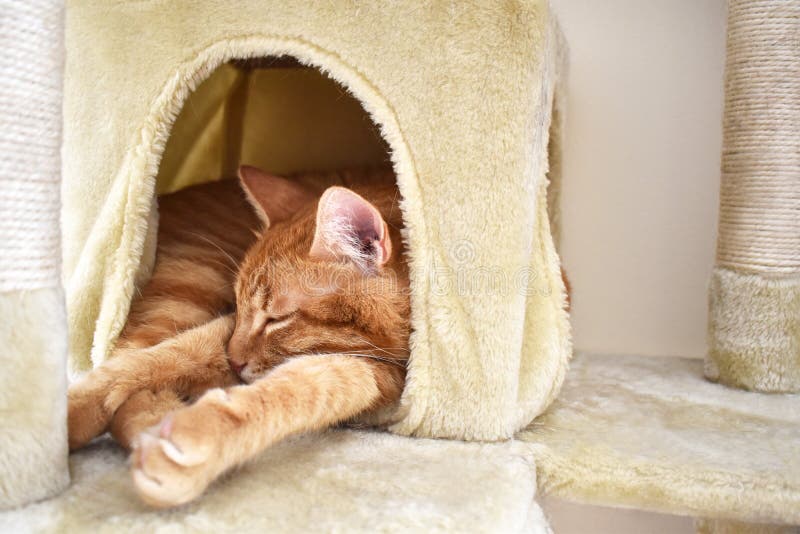 Ginger Cat Sleeping on the Cat Activity Centre or on the Tower. Stock ...