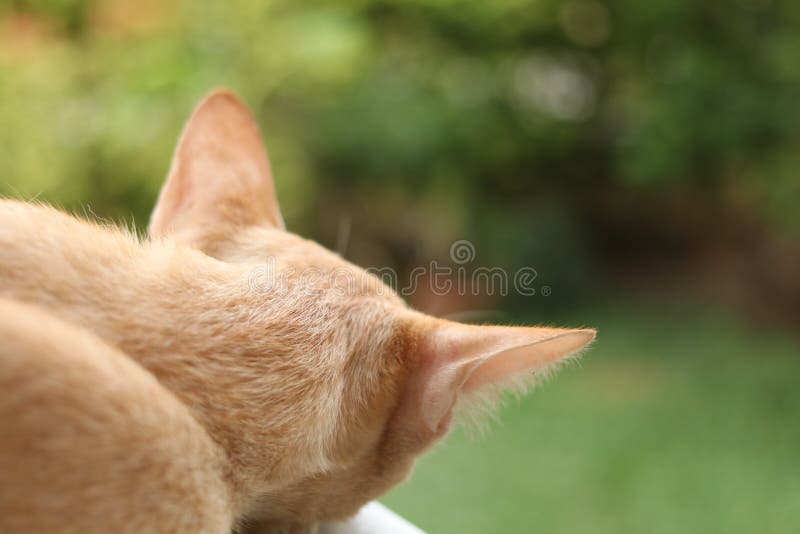 Ginger Cat Sleeping, from Back Stock Photo - Image of pawn, grass: 93846916