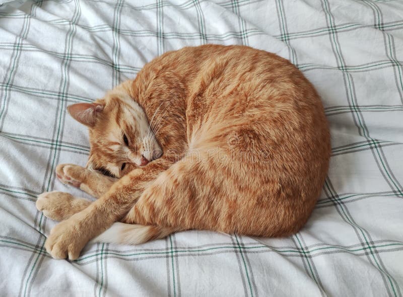 Ginger Cat Sleeping in a Bed Stock Image - Image of mammal, animal ...