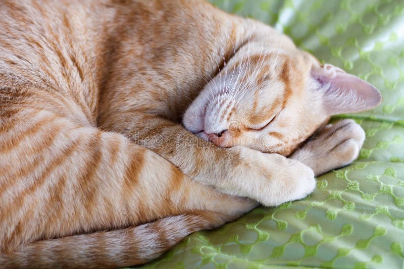 Ginger cat stock photo. Image of sleeping, rest, ginger - 76177436