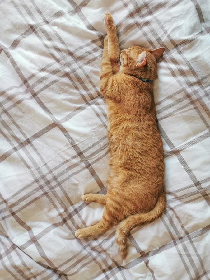 Ginger Cat Sleeping in Bed. Copy Space. Stock Photo - Image of comfy ...