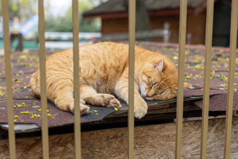 Ginger Cat Sleeping Behind the Curtain at Home. Selective Focus at Cat ...