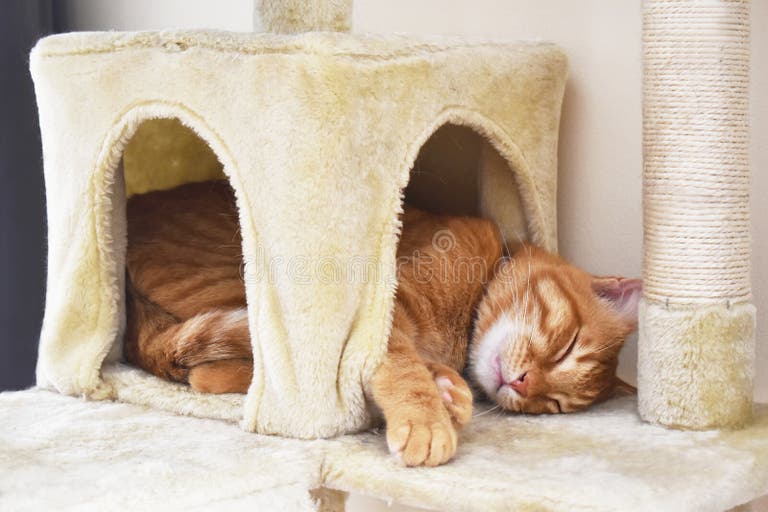 Ginger Cat Sleeping on the Cat Activity Centre or on the Tower. Stock ...