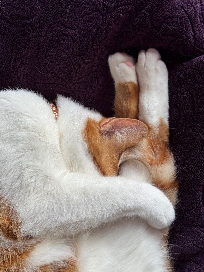 Ginger Cat Sleeping Curled Up Its Tail Wrapped Around Paws Stock Photos ...