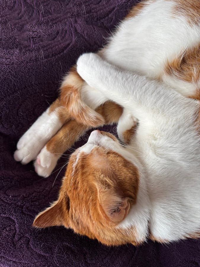 The Ginger Cat is Sleeping Curled Up with Its Tail Wrapped Around Its ...