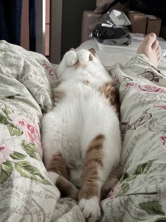 A Ginger Cat is Sleeping on Its Back, Stretched Out on a Blanket ...