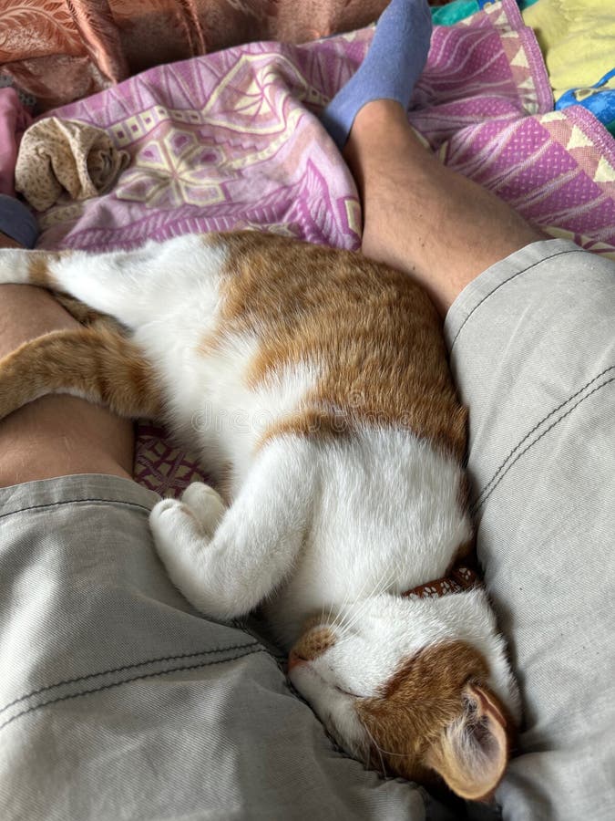 The Ginger Cat is Sleeping on Its Side, Stretched Out between the ...