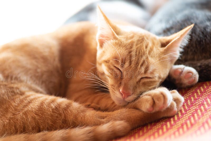 Ginger Cat Sleeping on the Mat Stock Image - Image of kitty, sleep ...