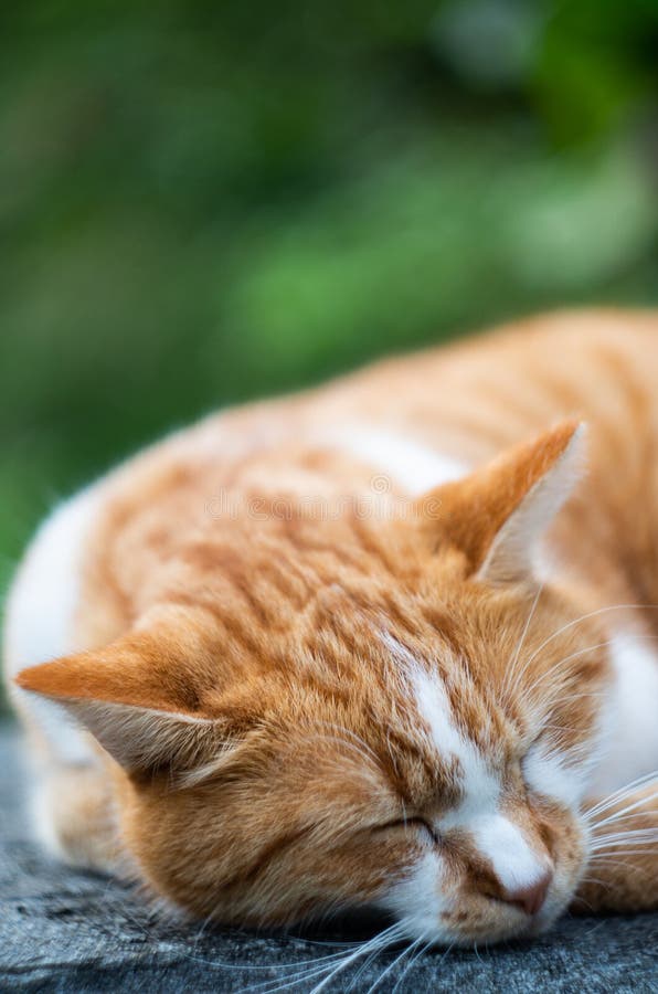 Ginger Cat Sleeping Outside 2 Stock Image - Image of hair, closeup ...