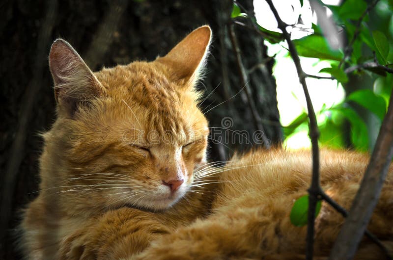 Ginger Cat Sleeping Under a Tree in the Sun Stock Photo - Image of ...