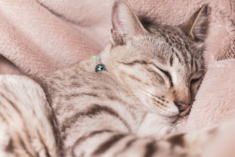 The Ginger Cat Sleeps on the Bed. a Cat Lie Supine on the Blanket Stock ...