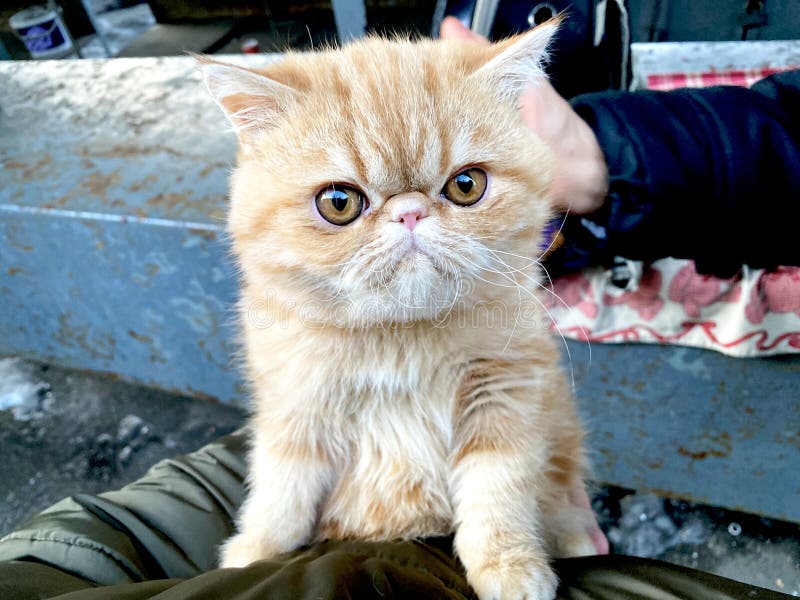 Ginger Cat with a Small Nose Stock Image - Image of wildcat, mammal ...