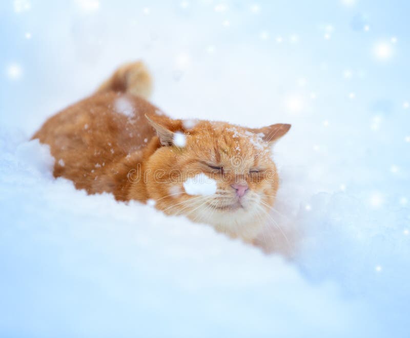 Ginger Cat Sneaks in Deep Snow Stock Image - Image of ginger, cold ...