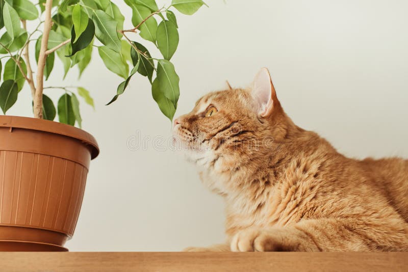 Ginger Cat Sniffing Ficus Leaves. Cat and Houseplants Concept ...