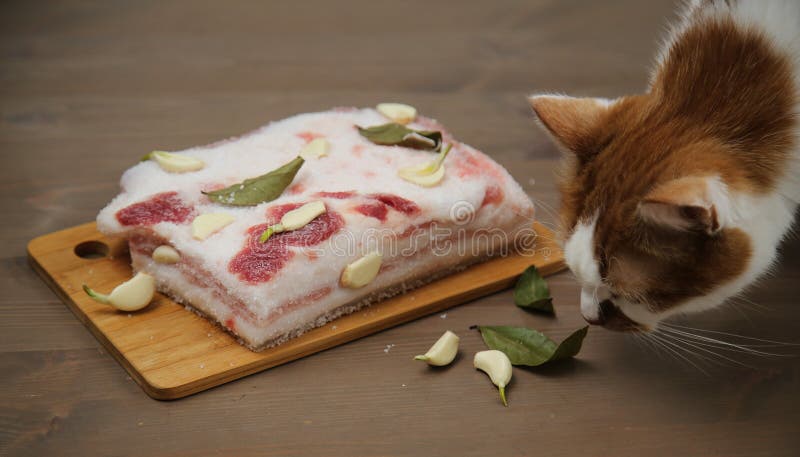 Ginger Cat Sniffing a Piece of Lard Stock Photo - Image of delicious ...