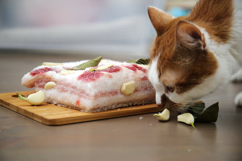 Ginger Cat Sniffing a Piece of Lard Stock Photo - Image of appetizer ...