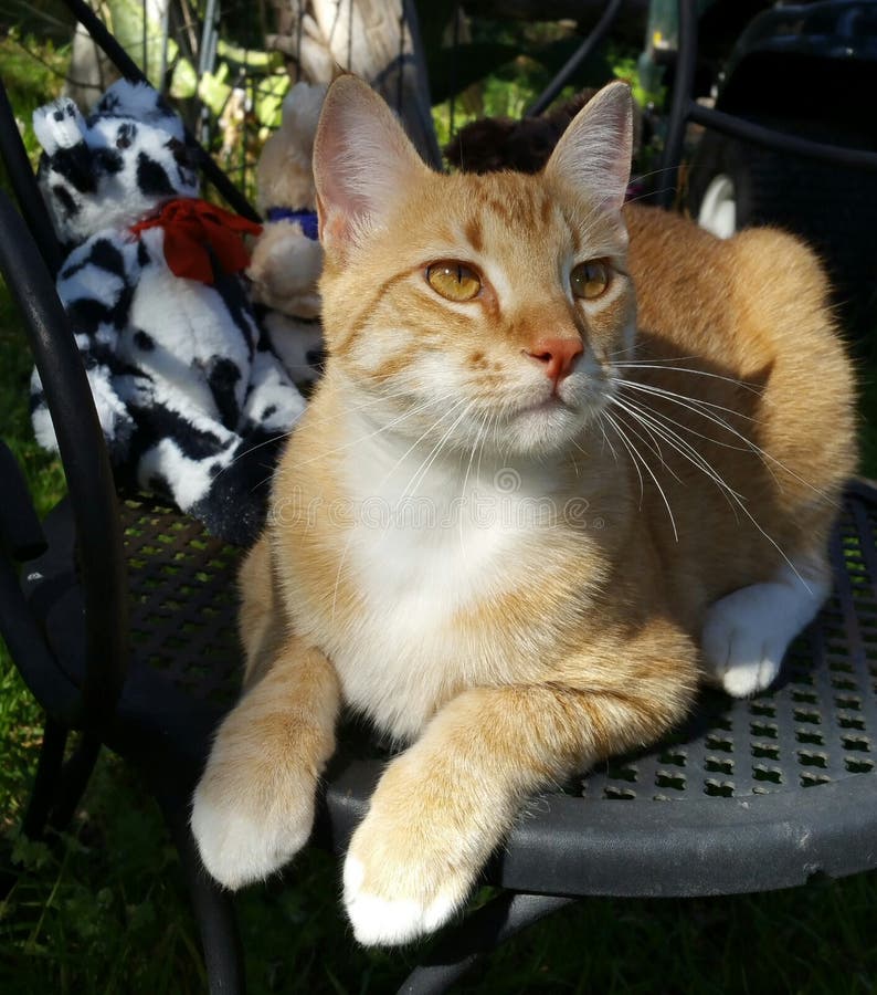 Ginger Cat and a Spotted Bear Stock Image - Image of spotted, bear ...