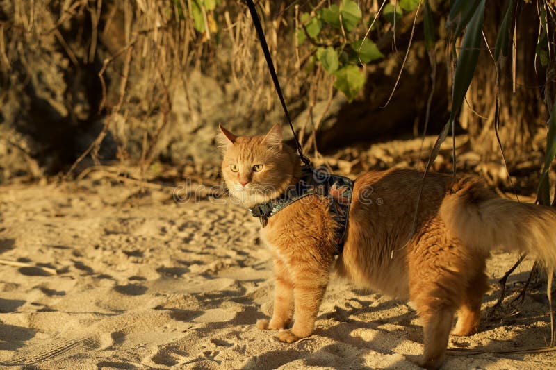 Ginger Cat Standing on the Beach. Stock Image - Image of friendship ...
