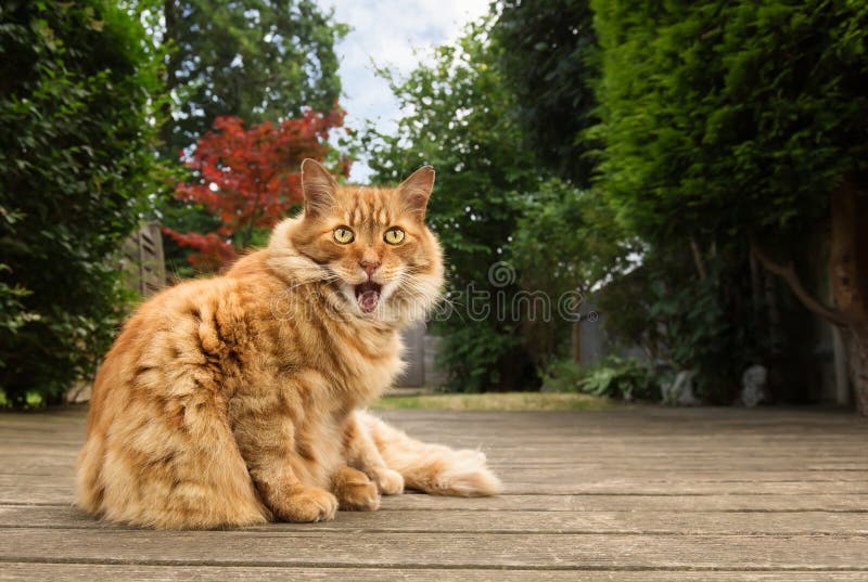 Ginger Cat Standing on the Decking in the Garden at Summer. Stock Photo ...
