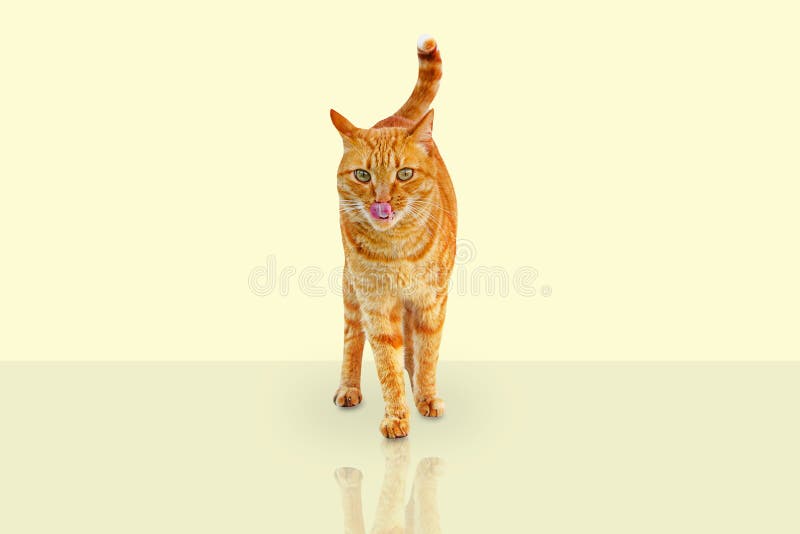 284 Happy Ginger Cat Standing Stock Photos - Free & Royalty-Free Stock ...