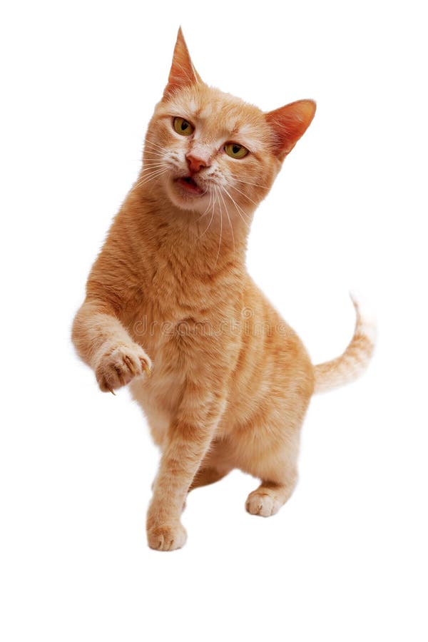 Ginger Cat Standing with Raised Paw and Released Claws and Looking at ...