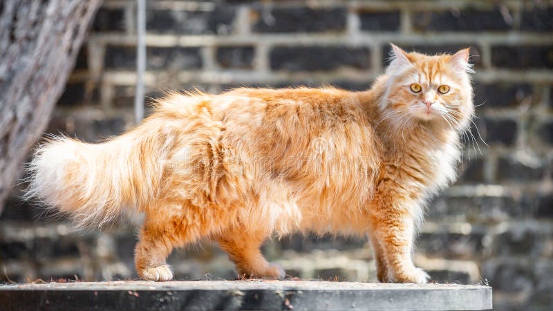 Ginger Cat Standing on a Table Looking at the Camera Stock Photo ...