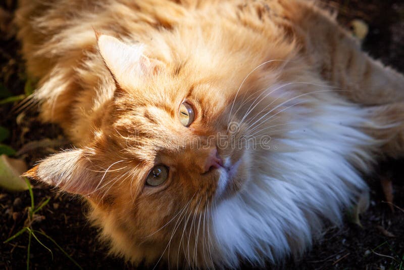 Ginger Cat Staring Intensely into the Camera. Stock Image - Image of ...