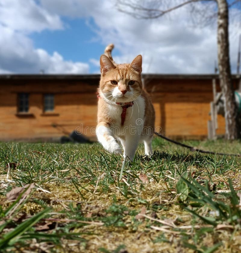 The Ginger Cat Starts Hunting and is Very Focused Stock Photo - Image ...