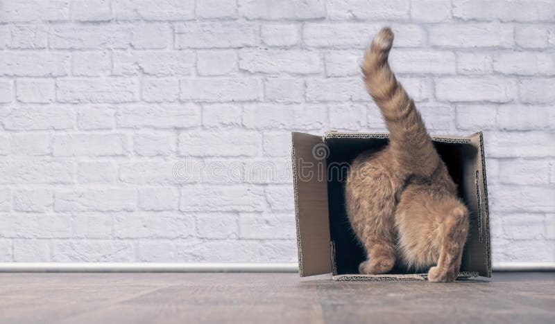 Ginger Cat Step Inside a Cardboard Box, Banner Size with Copyspace ...