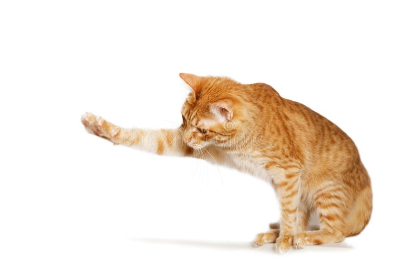 Ginger Cat Stretches Out His Paw Stock Image - Image of nature, young ...