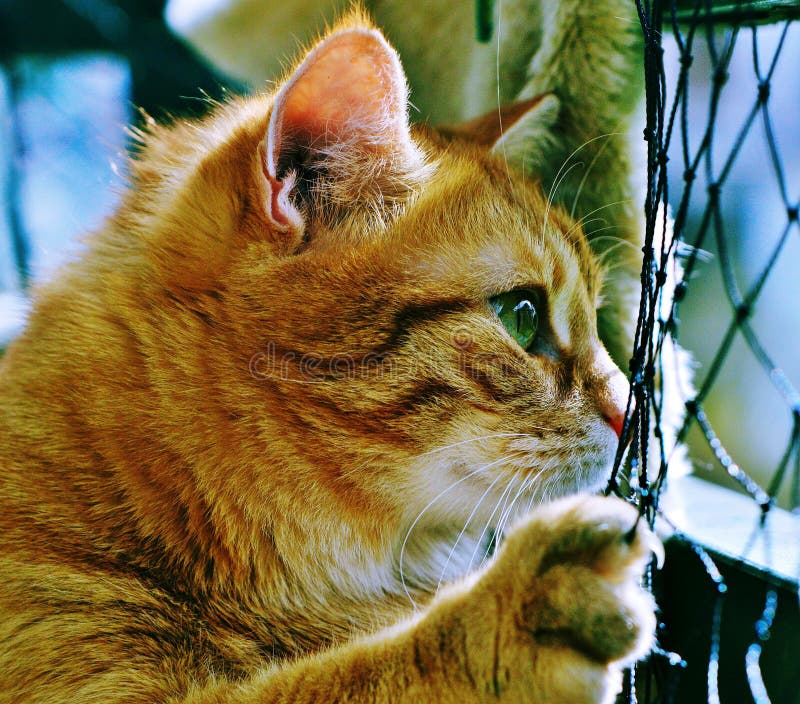 Ginger cat stock photo. Image of whisker, mammal, watching - 83064506