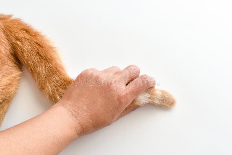 Woman Hair Being Pulled Stock Photos - Free & Royalty-Free Stock Photos ...