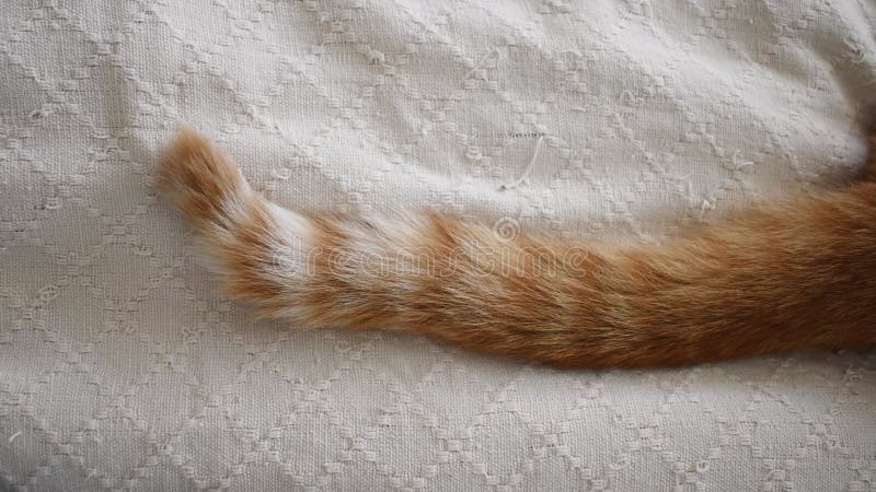Ginger Cat Tail Moving. Tabby Cat Sitting on the Sofa. Stock Video ...