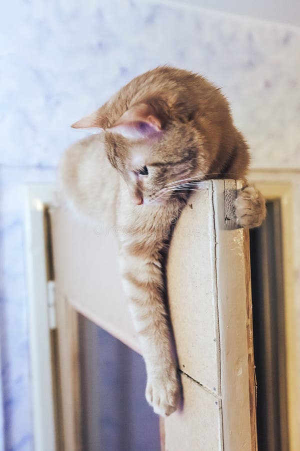 Ginger Cat on the Door at Home Stock Image - Image of tabby, kitten ...