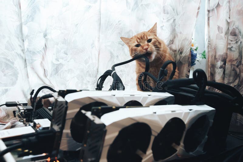 Ginger Cat Bite the Wires stock photo. Image of danger - 112733206