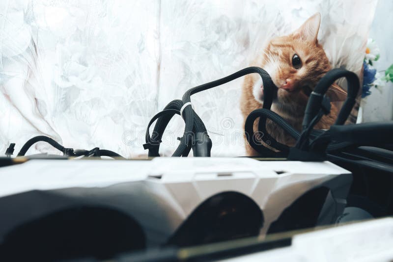 Cat Bite the Wires stock image. Image of high, profit - 112731109