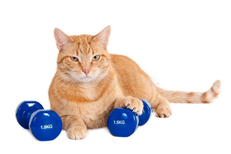 Cat with dumbbells stock photo. Image of lifting, active - 40660536