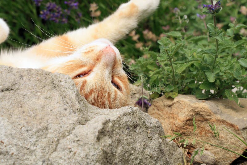 Ginger Cat Under the Influence of Catnip. Stock Image - Image of ...